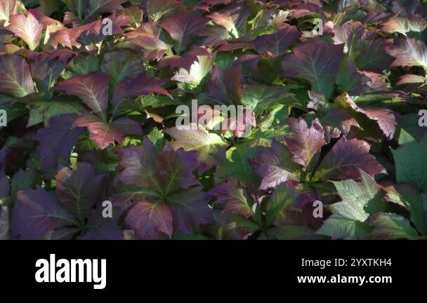 Rodgersia podophylla plant specimens with beautiful textured leaves ...