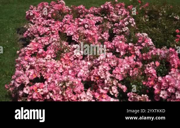 The enchanting Rosa x floribunda 'Fortuna' blooms in a cascade of soft ...