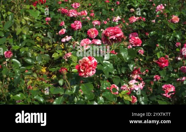 The floribunda rose variety Abracadabra sample in a garden. It features ...