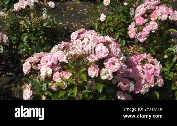 Dwarf shrub rose Stock Videos & Footage - HD and 4K Video Clips - Alamy