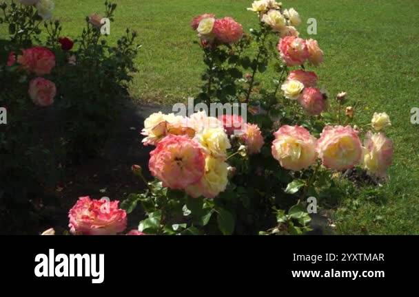 View of the 'Athena' hybrid tea rose, known for its upright growing ...