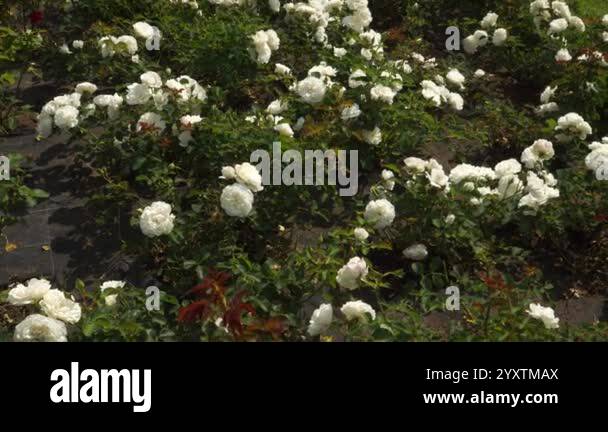 Floribunda variety 'White Meidiland' is a dwarf, ground-cover rose ...