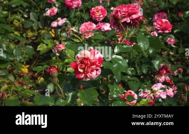 Beautiful roses blooming in a zoom-in view. Admire the vibrant ...