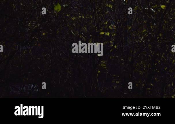 The urban landscape takes on a mysterious aura at night. The play of light and shadow behind the ...