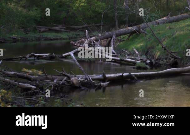 A tranquil forest river flows gently, partially obstructed by numerous ...