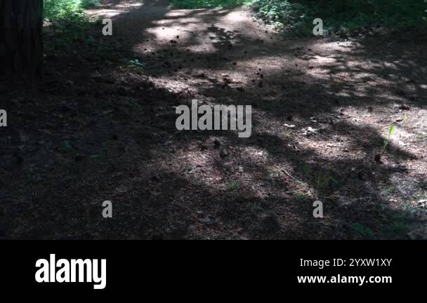 A sunlit path covered in pine needles winds through a shady mixed forest, where the mysterious ...