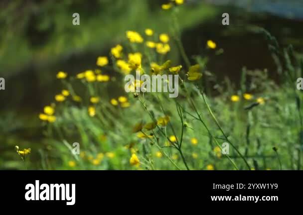 Sunny summer mood with vibrant yellow wildflowers -the buttercups ...
