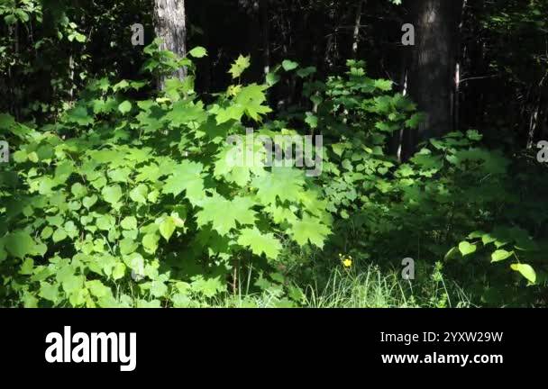 Maple young, green leaves and underbrush thrive in a shaded forest ...