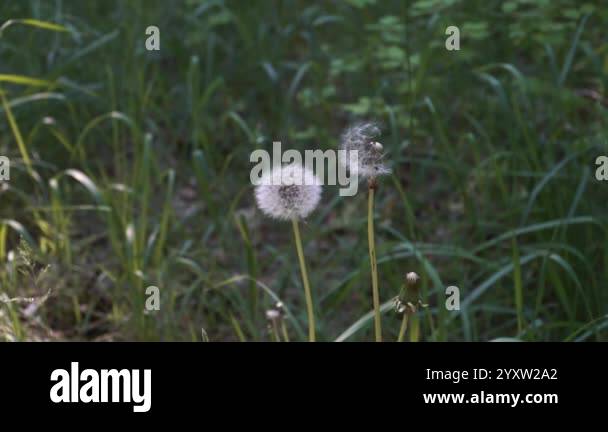 A close-up of a dandelion with a fluffy head in a meadow between grass ...