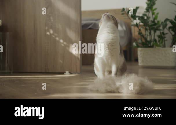 A playful cat interacting with clumps of shed fur on a sunlit wooden ...