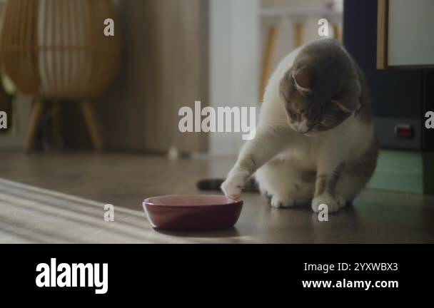 Domestic cat eating a treat using its paw from an empty red bowl on a ...