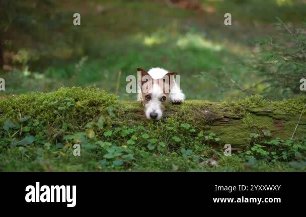 A Jack Russell Terrier rests on a mossy area in a dense forest ...