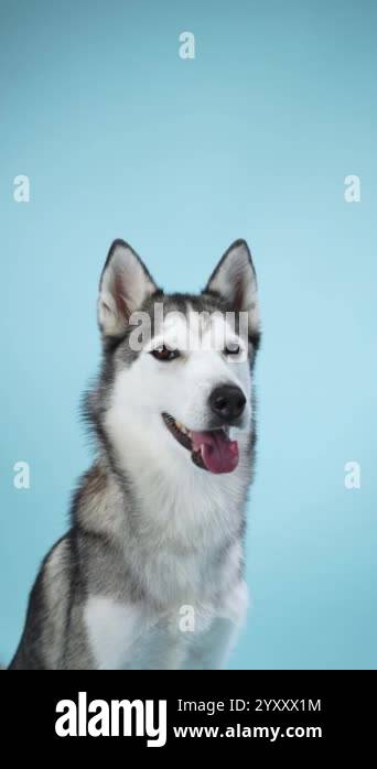 Portrait of a Siberian Husky against a light blue background. The dog ...