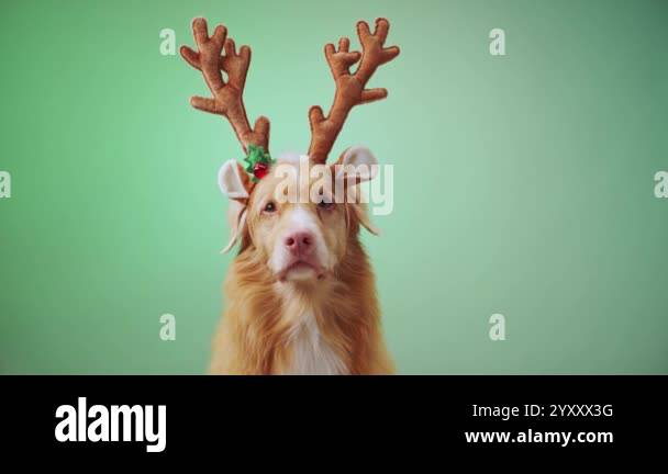 A Nova Scotia Duck Tolling Retriever wears reindeer antlers and poses ...