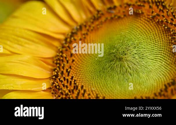 sunflower flower spinning in studio close-up Stock Video Footage - Alamy