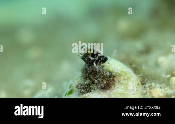 Close-up of a small Spinyhead blenny or acanthemblemaria spinosa fish ...