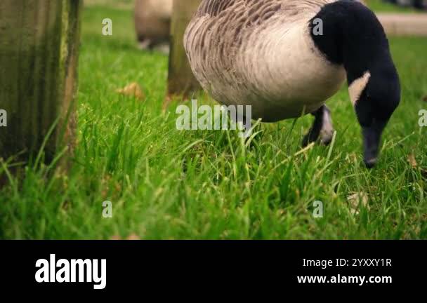 Canada Geese in field feeding on grass close up 4k shot selective focus ...