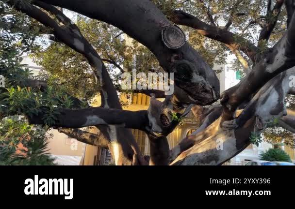 Thick branches of old Ficus elastica tree in public garden Stock Video ...