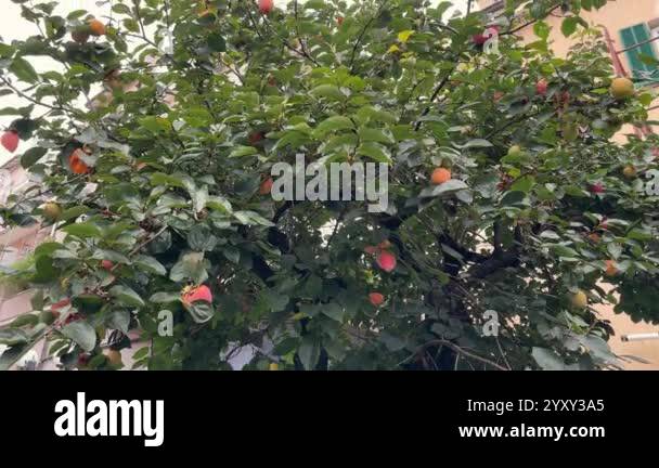 Diospyros kaki tree with green leaves and ripe fruits Stock Video ...