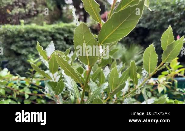 Wet branches of young bay laurel outdoors during a rain Stock Video ...