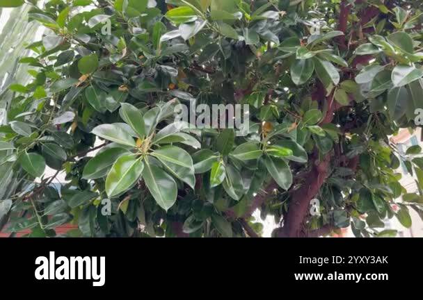 Branches of Ficus elastica tree in public garden Stock Video Footage ...