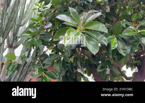 Branches of Ficus elastica tree in public garden Stock Video Footage ...