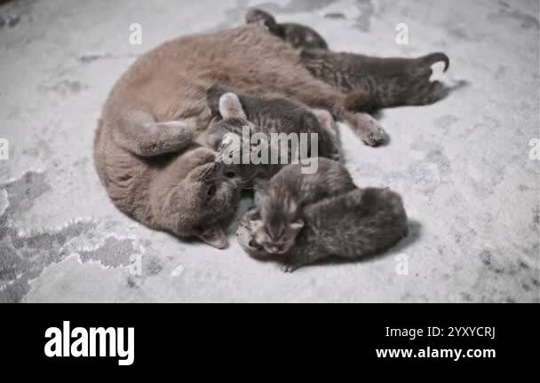 A Scottish Fold mother cat lies on the carpet with her newborn kittens ...