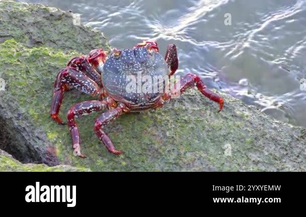 A grapsus crabs on the western coast of Los Cabos, Mexico. Also call a ...