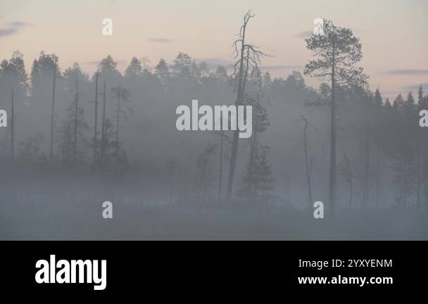 A swamp in the forests of eastern Finland in summer night with mist ...