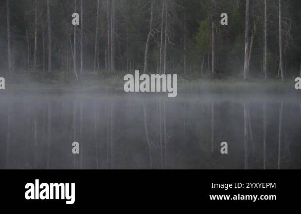 A swampy pond in the forests of eastern Finland in summer night with ...