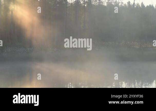 A swampy pond in the forests of eastern Finland in summer night with ...