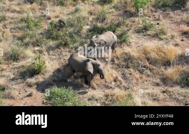 Safari Trip At Etosha In National Park Namibia. Africa Safari Landscape ...