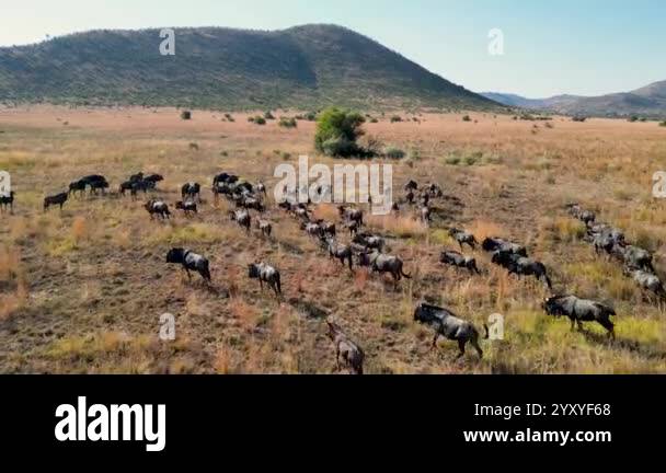 Safari Tour At Etosha In National Park Namibia. Africa Safari Landscape ...