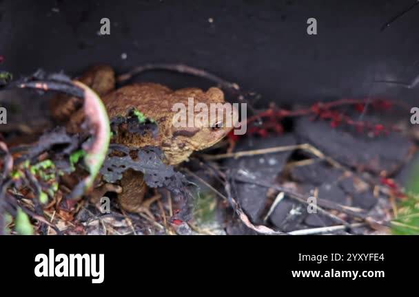 Close-up view of common toad hiding among dry leaves and branches in ...
