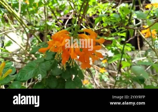 Cape honeysuckle (Tecomaria capensis, Tecoma capensis), flowers Stock ...