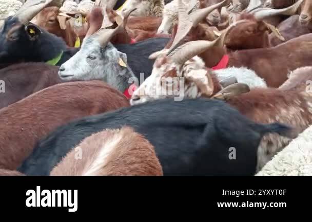 Tarascon, Bouches-du-Rhne, France - 11242024: flock of sheep in the ...