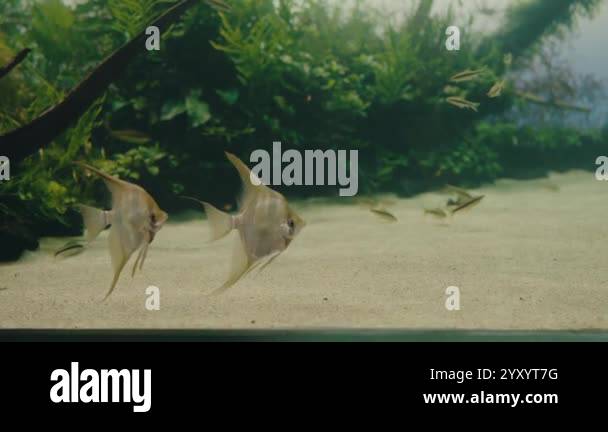A serene tropical aquarium showcasing delicate angelfish and various ...