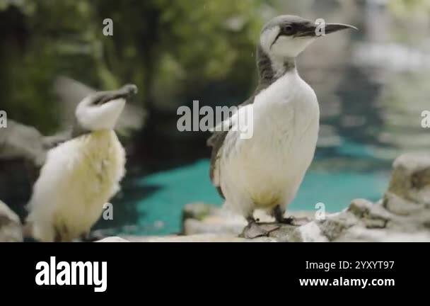 Two penguins captured near a water body in their natural habitat with ...