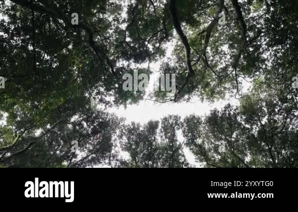 Majestic view looking up at the dense tree canopy in a lush, green ...