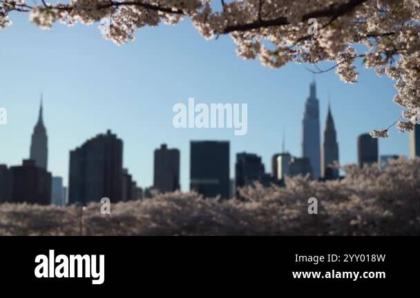 The stunning NYC skyline is beautifully framed by blooming cherry ...
