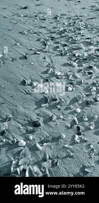 Lots of small shells and a rolling sea wave on the wet sand of a sandy ...