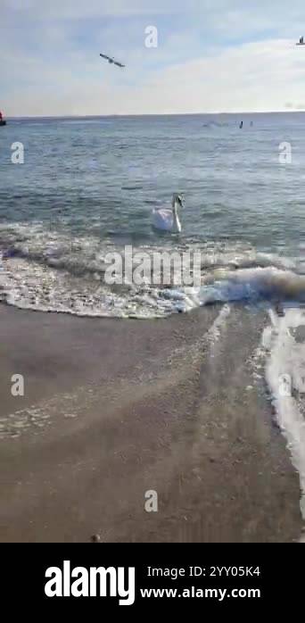 Beautiful big white swan bird floating on the sea waves above flying ...