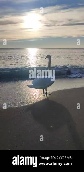 White swan standing on sand of sandy beach of sea coast on sunny ...