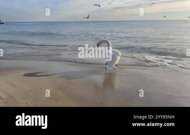 White swan on sand and many flying sea gulls of sandy beach of sea ...