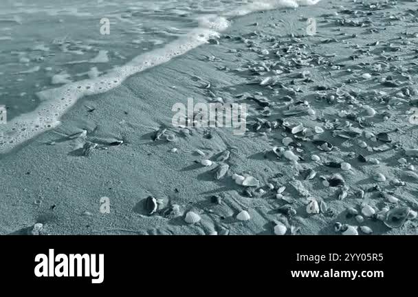 Lots of small shells and a rolling sea wave on the wet sand of a sandy ...