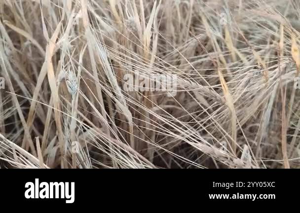 Dry ear of wheat close-up. Dry spikes of wheat grain growing in the ...