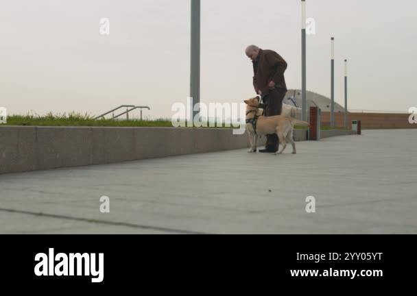 Wide shot of blind elderly man bending down while petting harnessed ...