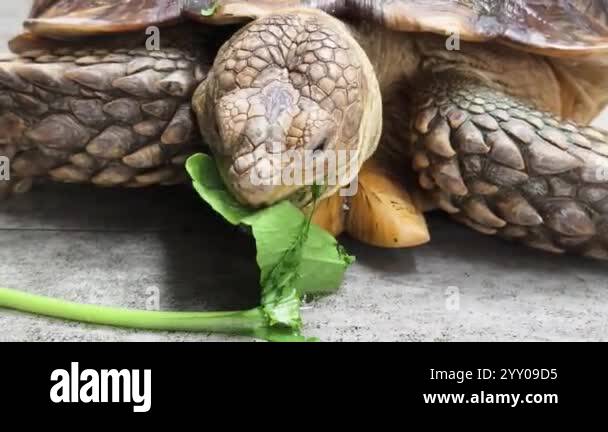 Large brown sea turtle in its natural habitat Stock Video Footage - Alamy