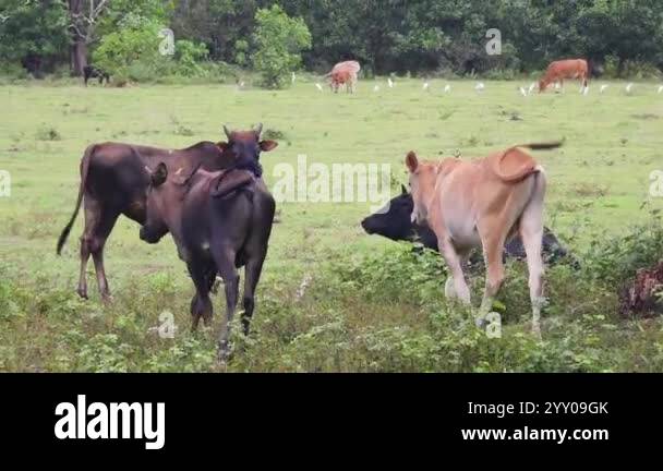 Beautiful cows live together at the rural farm Stock Video Footage - Alamy