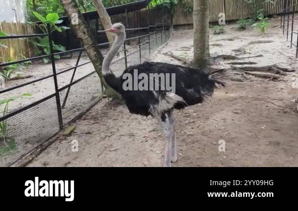 Ostrich in a farm environment showcasing its distinctive features Stock ...